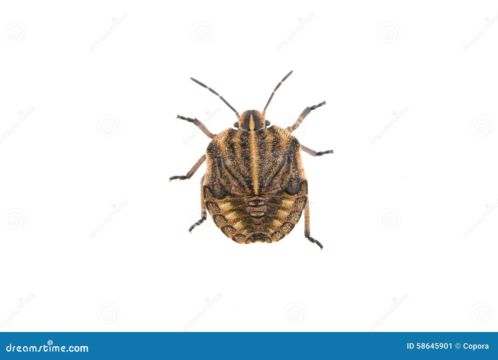 Brown Shield Bug on a White Background Stock Image - Image of animal ...