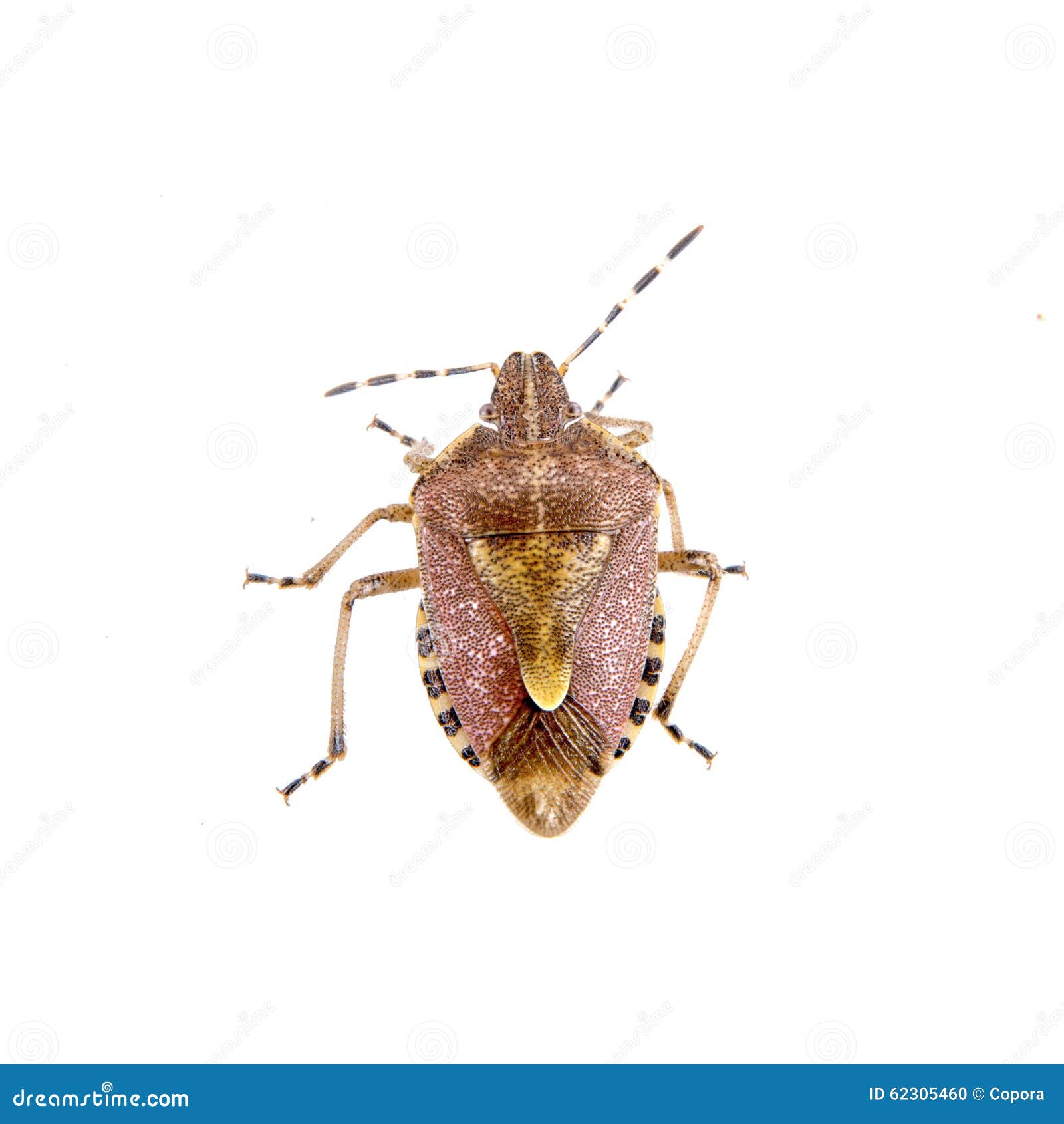 Brown Shield Bug on a White Background Stock Photo - Image of green ...