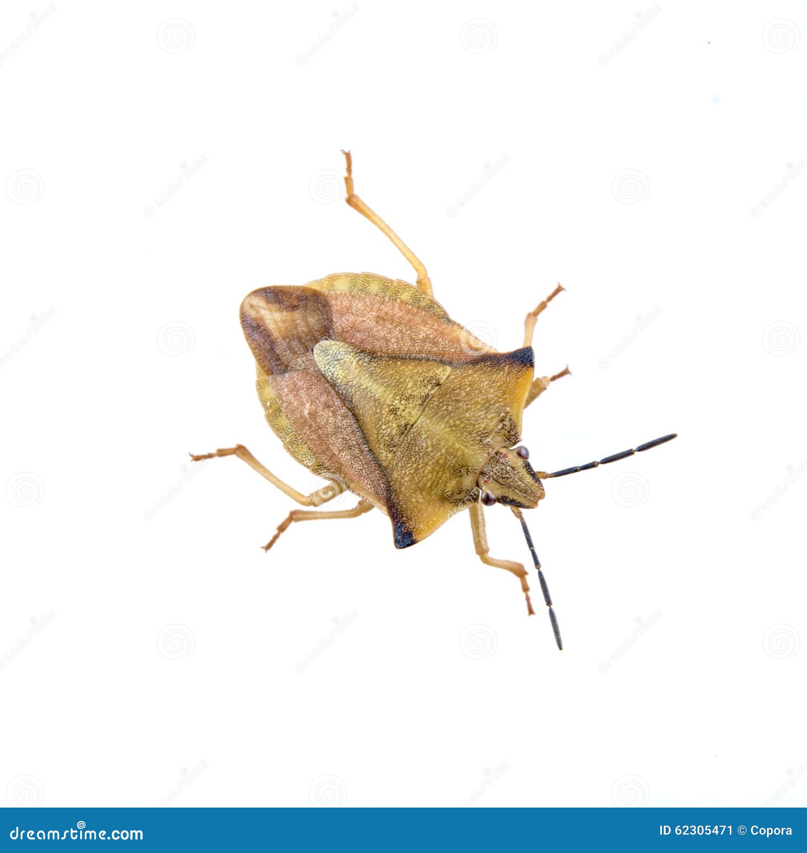 Brown Shield Bug on a White Background Stock Image - Image of insect ...