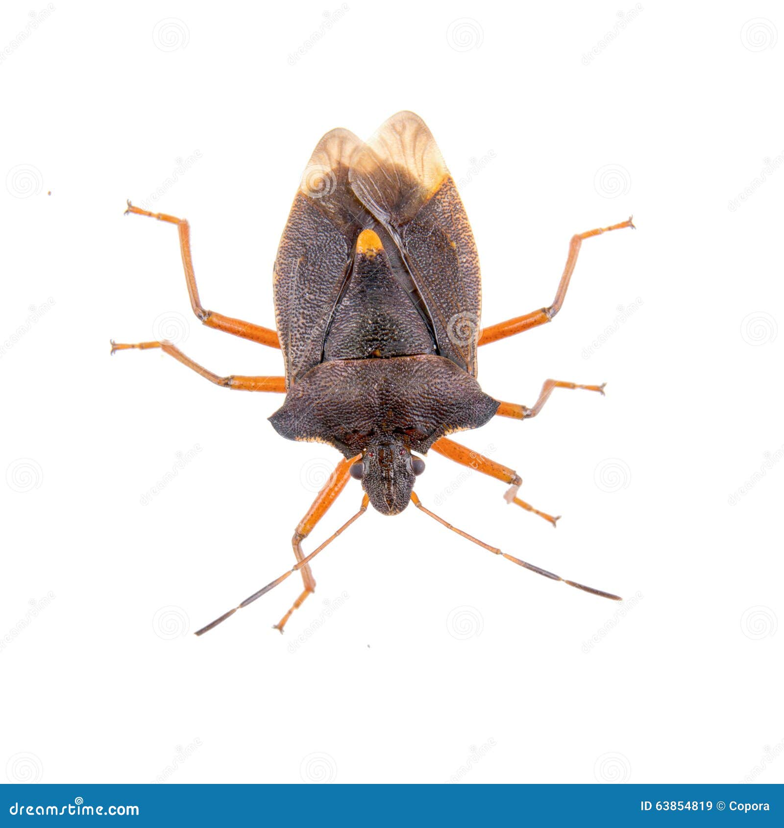 783 Brown Shield Bug White Background Stock Photos - Free & Royalty ...