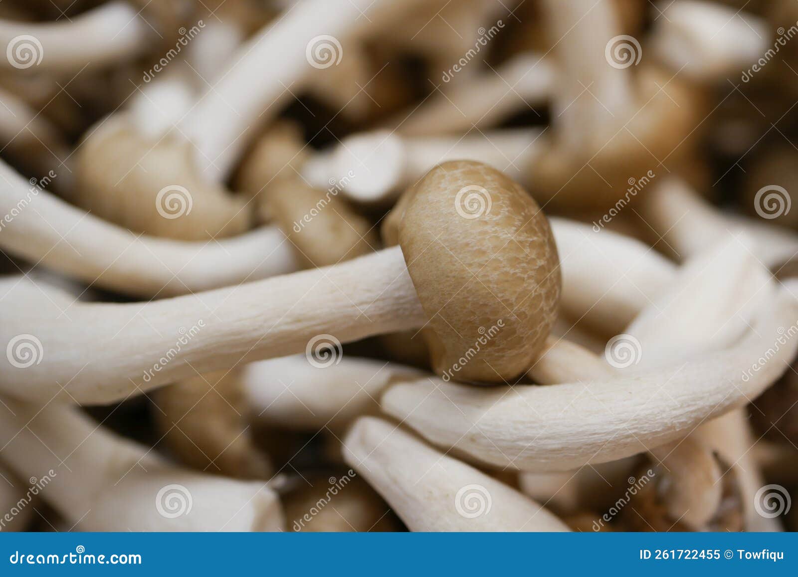 Brown Shime Ji Mushroom Top View Stock Image - Image of brown, fungi ...