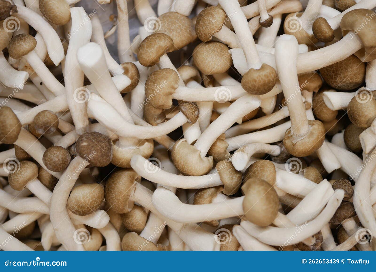 Brown Shime Ji Mushroom Top View Stock Image - Image of ingredient ...