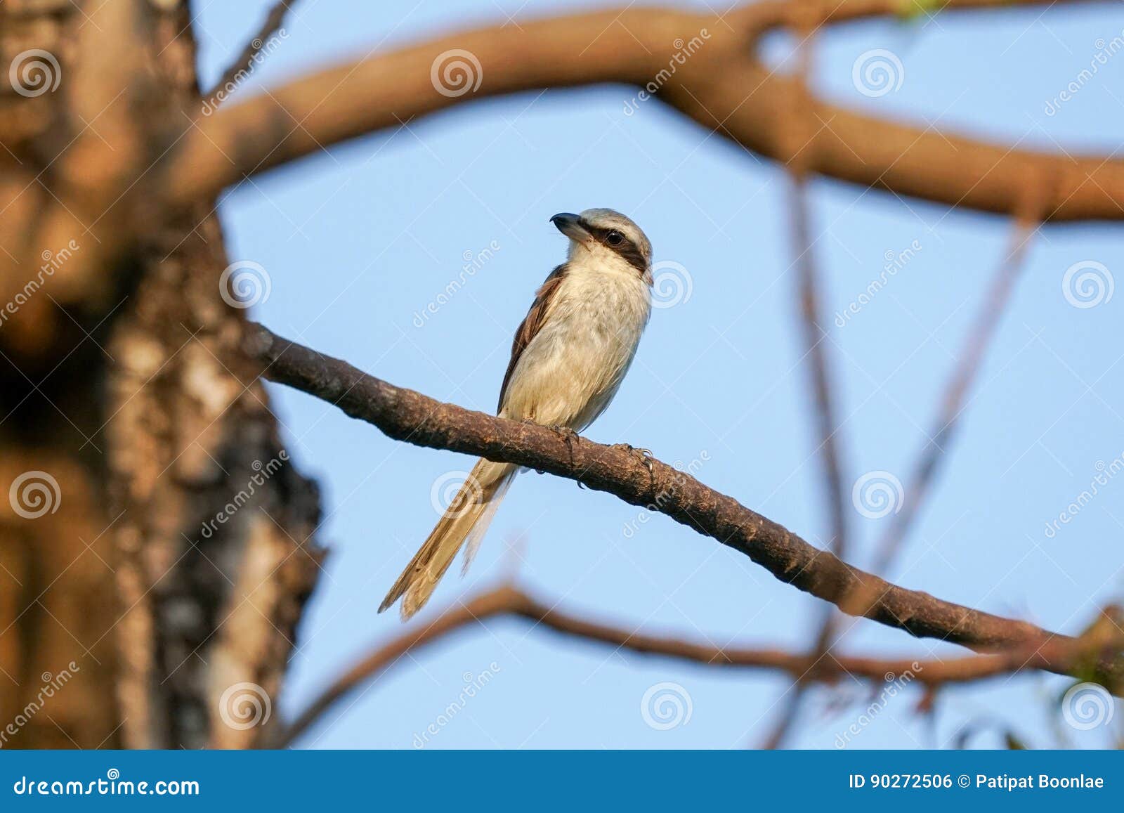 Brown Shrike on a Tree Branch Stock Photo - Image of animal, oriental ...