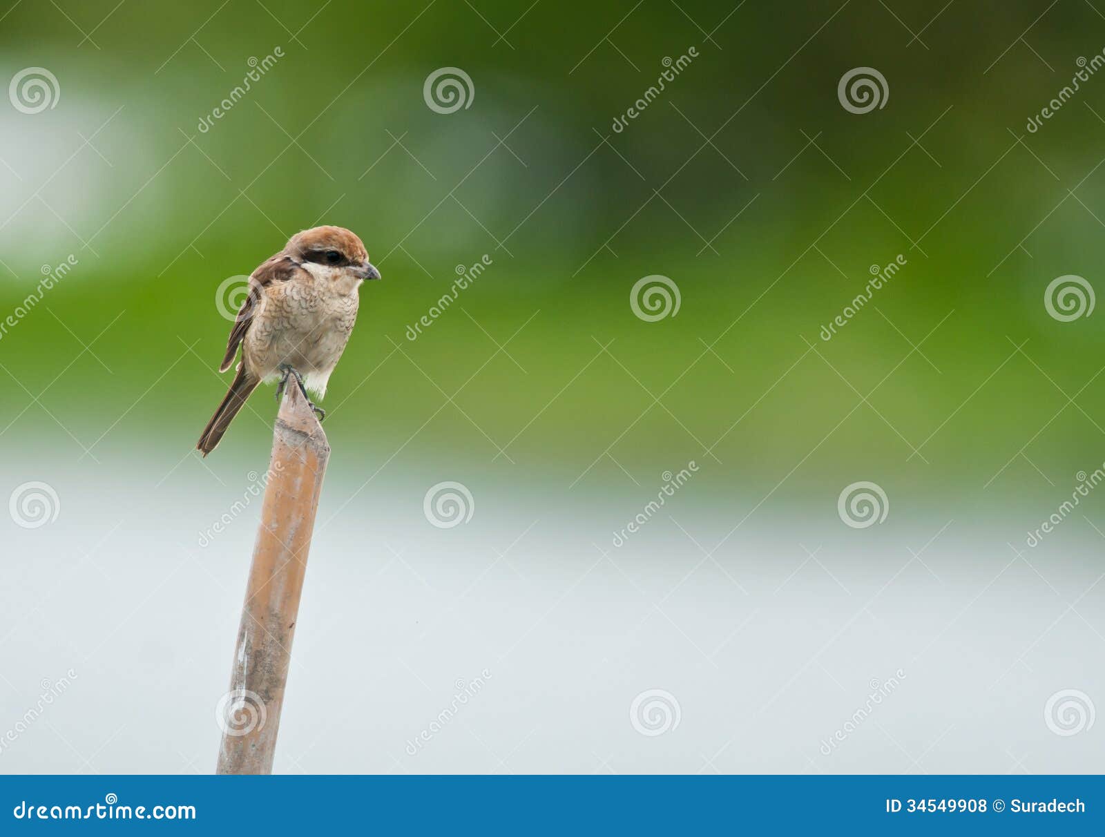Brown shrike stock photo. Image of creature, wildlife - 34549908