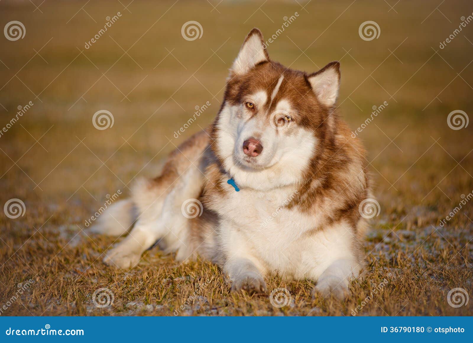 Brown siberian husky dog stock photo. Image of autumn - 36790180