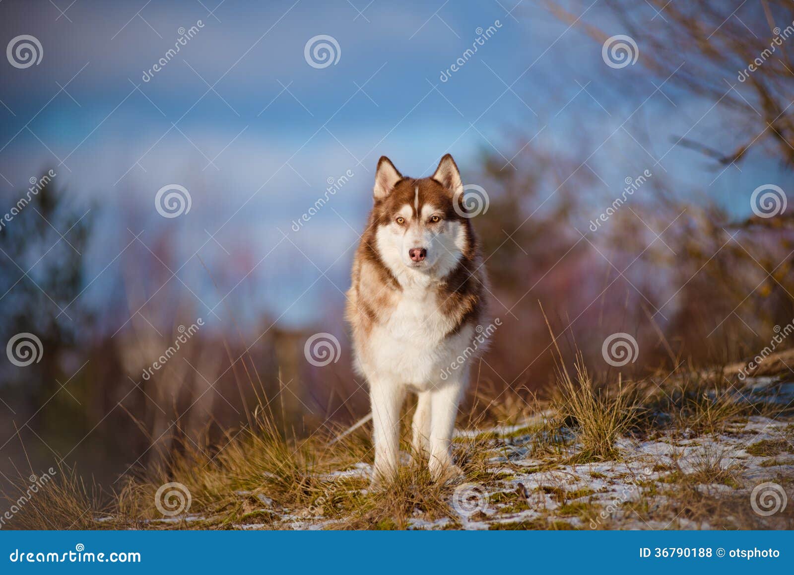 Brown siberian husky dog stock photo. Image of pedigreed - 36790188