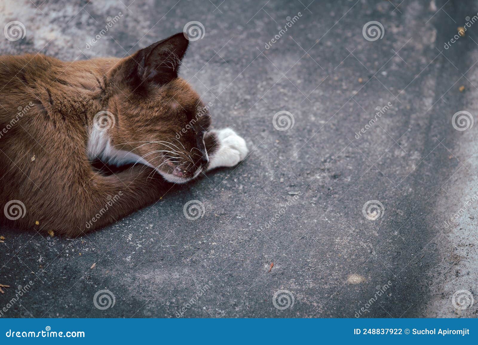 Brown Sick Cat Dying Sleep on Floor Stock Photo - Image of home, death ...