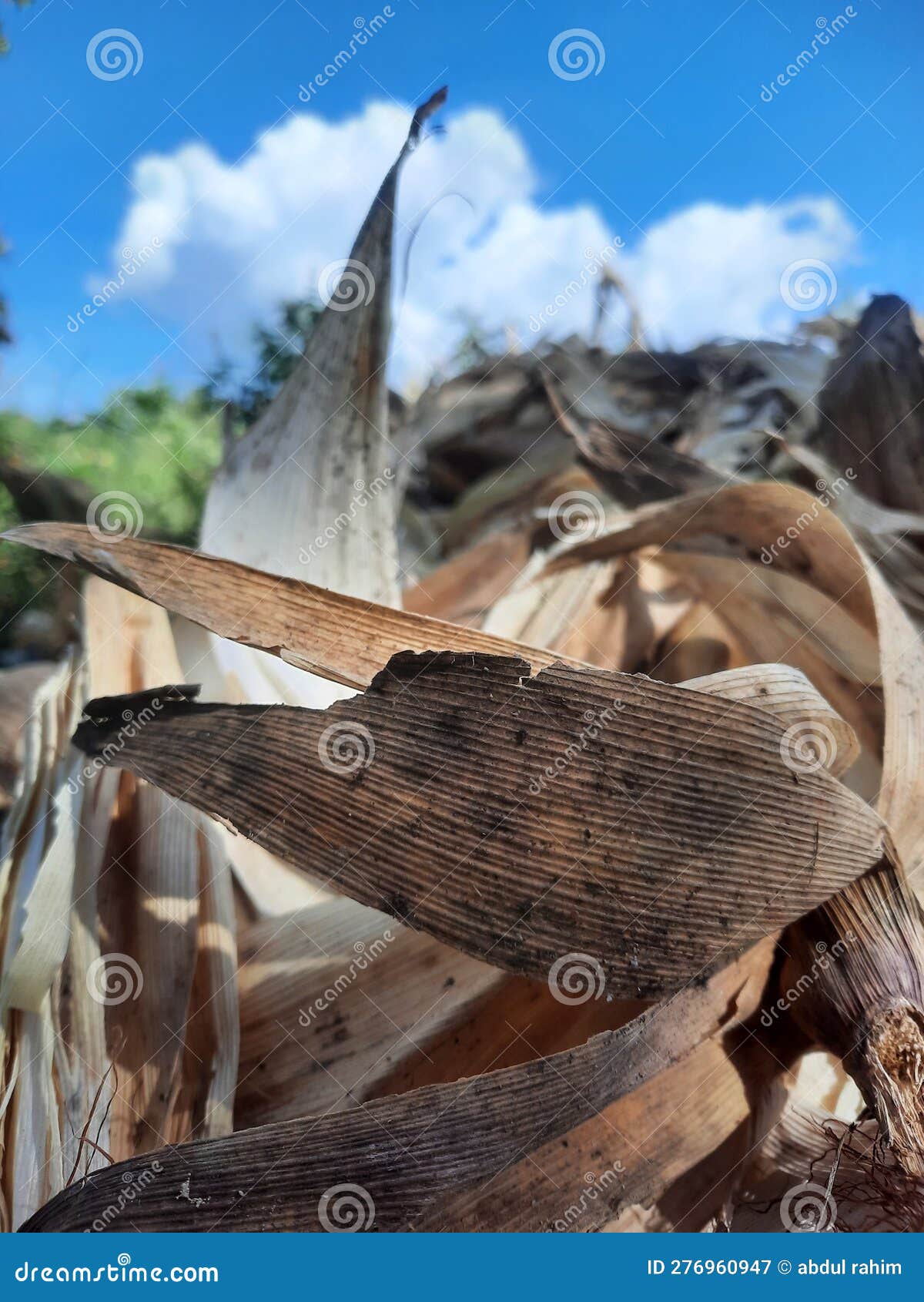 Brown Skin of corn . stock image. Image of skin, corn - 276960947