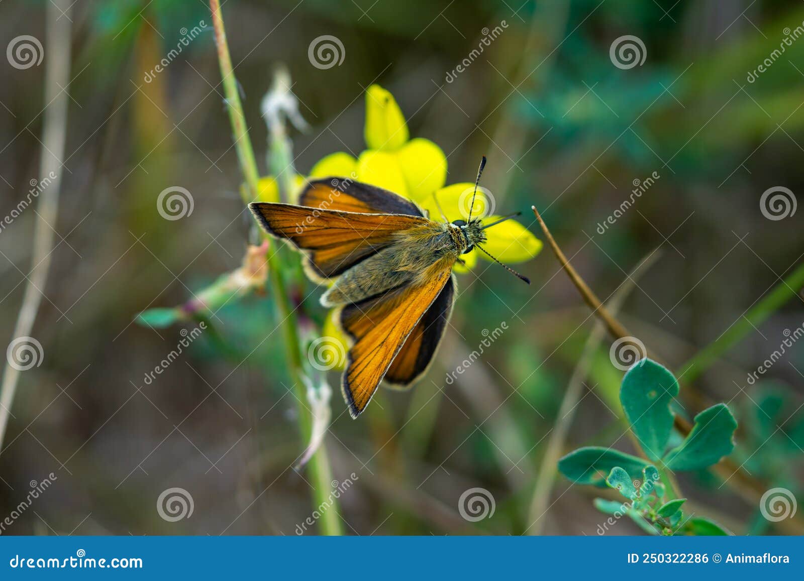 Brown Skipper Butterfly on a Meadow Stock Photo - Image of game, nature ...