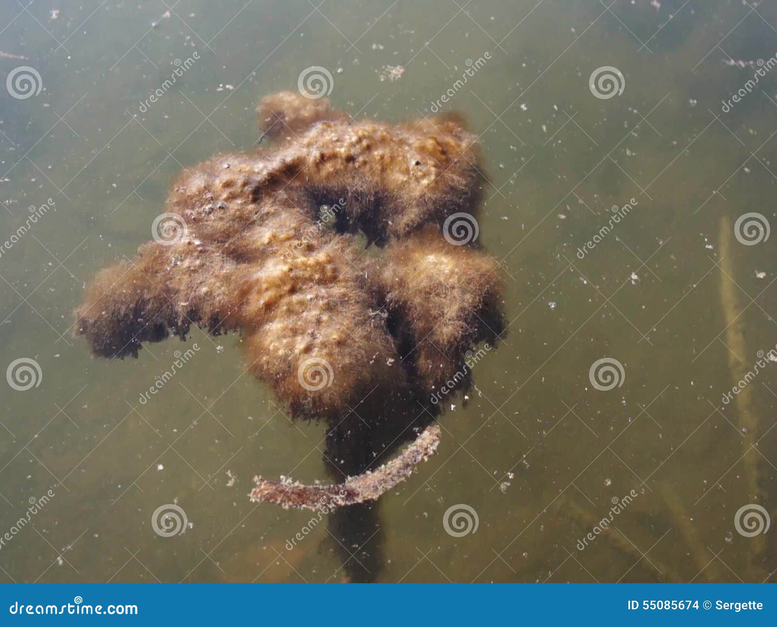 Brown Slime Floating in the Water. Stock Footage - Video of nature ...