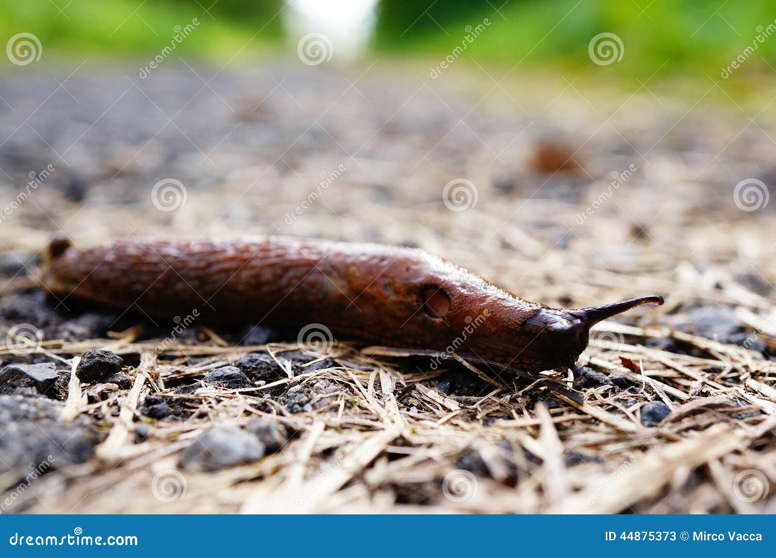 Brown slug stock image. Image of animal, close, brown - 44875373