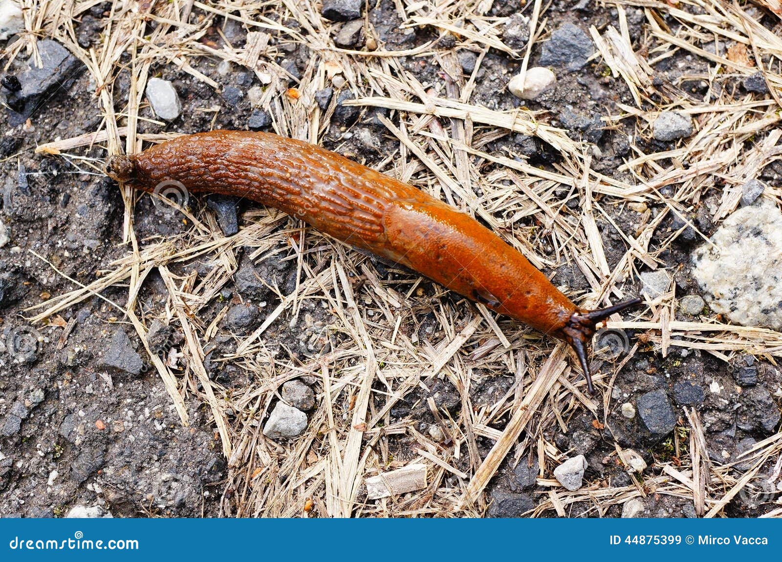 Brown slug stock image. Image of slug, animal, close - 44875399