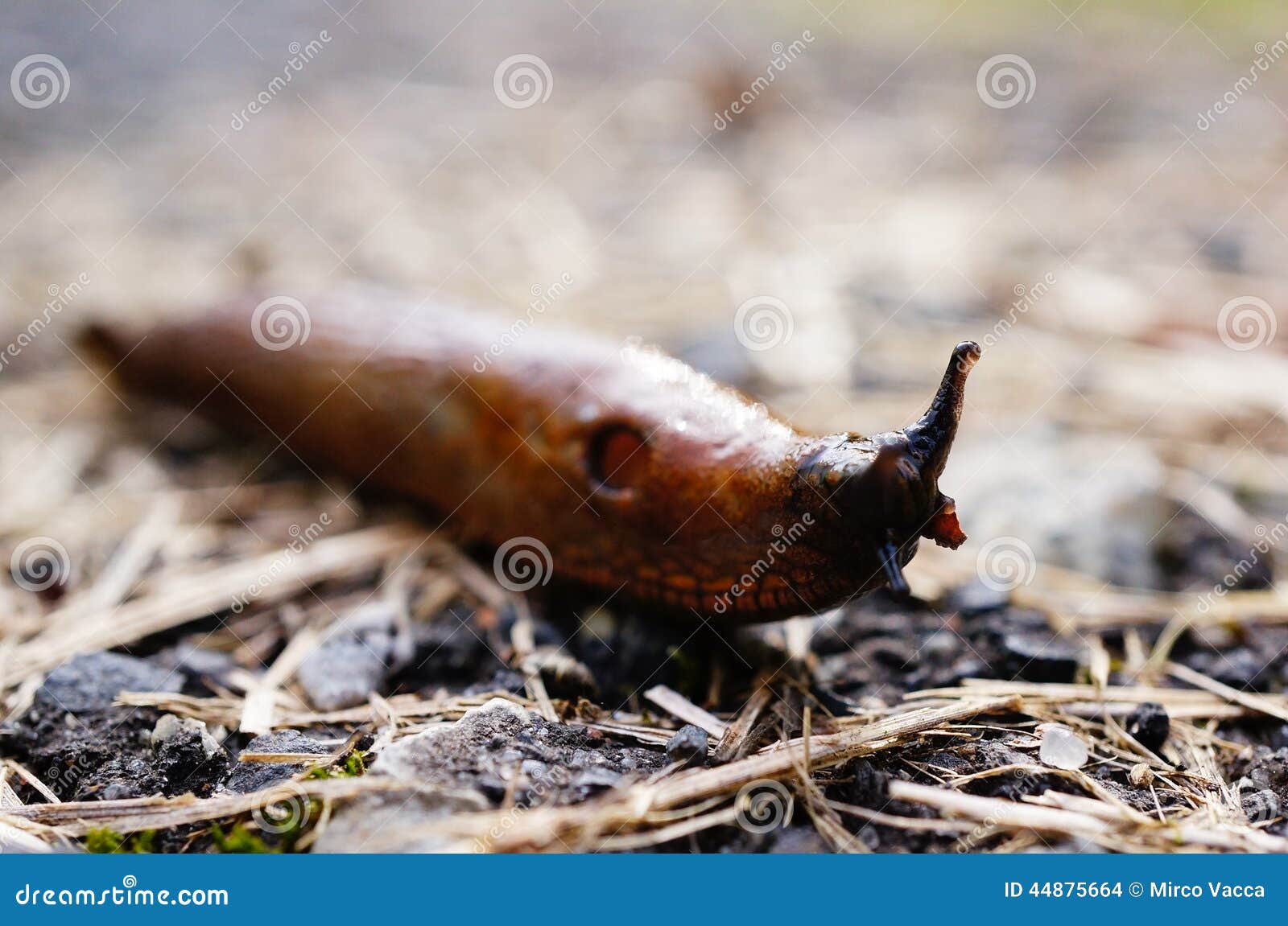 Brown slug stock photo. Image of slug, animal, invertebrate - 44875664
