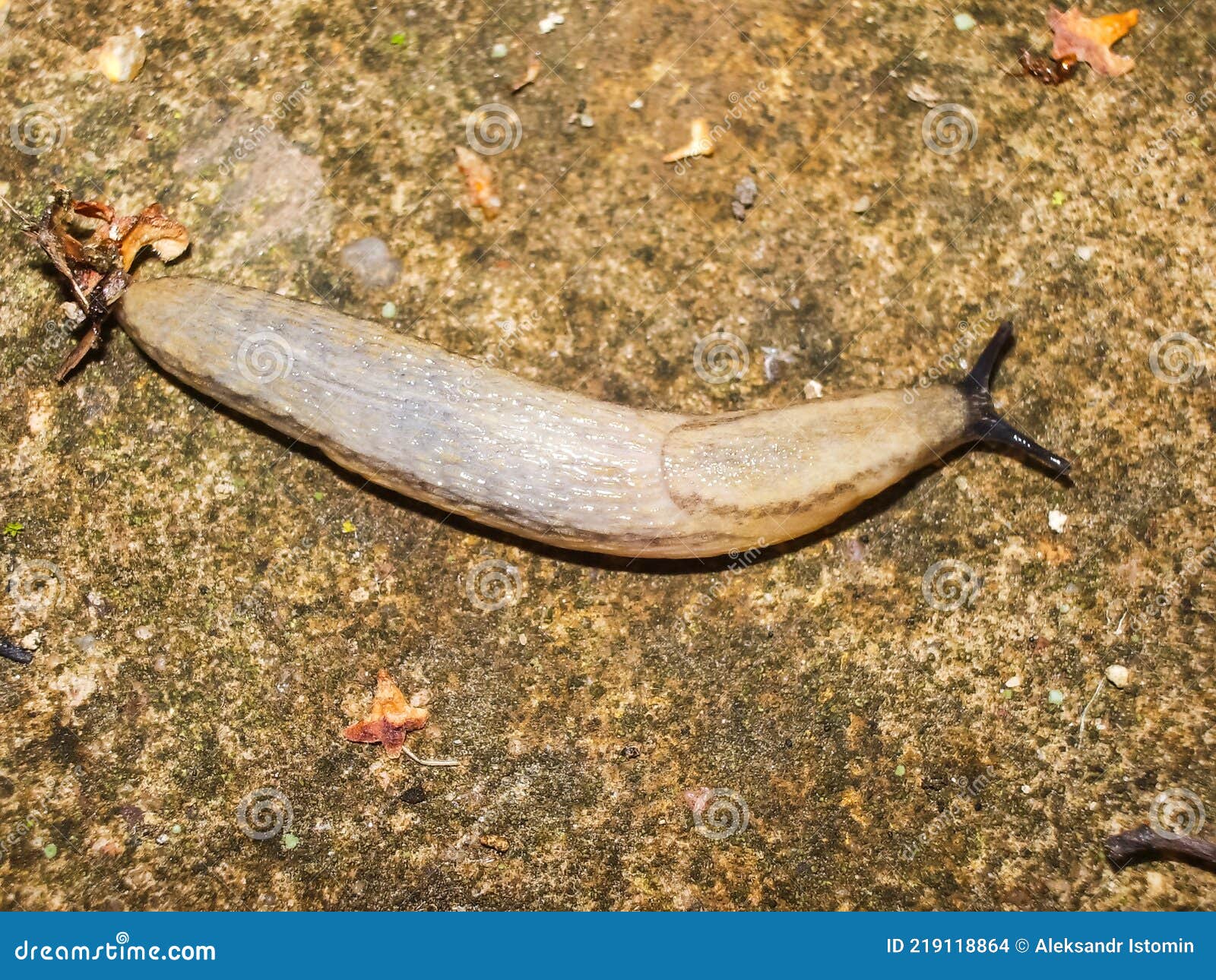 Brown Slug Crawling on the Ground. Stock Photo - Image of grass ...