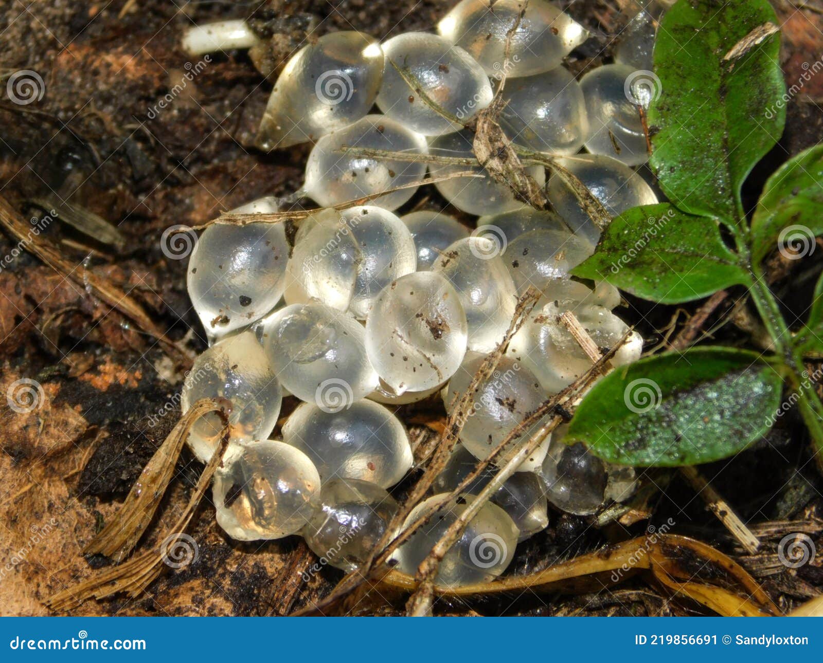 165 Slug Eggs Photos - Free & Royalty-Free Stock Photos from Dreamstime