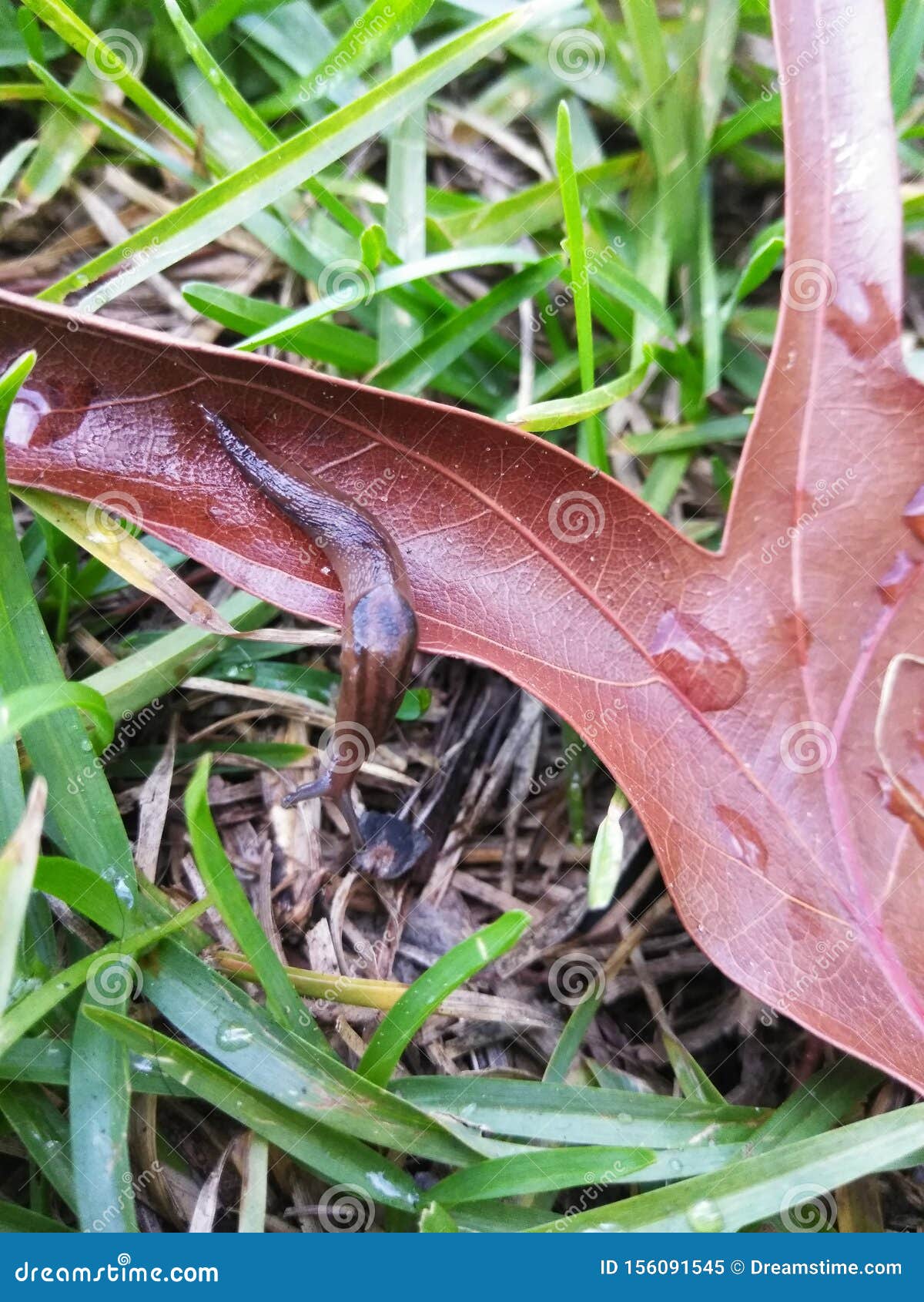 Brown slug on brown leaf stock image. Image of closeup - 156091545