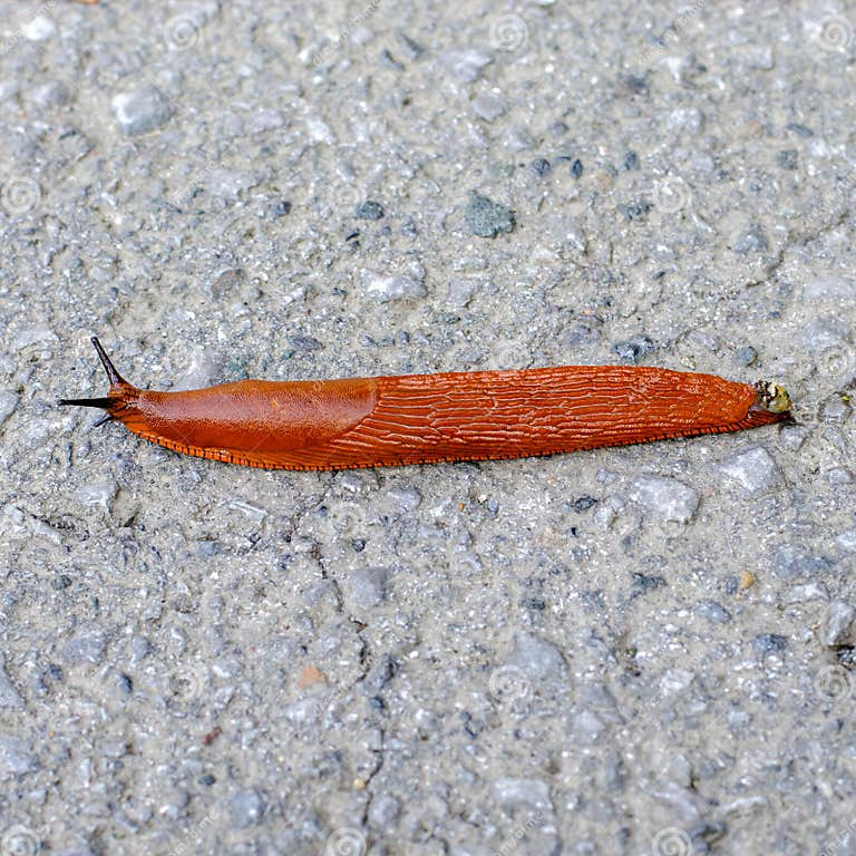 Brown Slug on the Road in Germany Stock Photo - Image of road, crawl ...