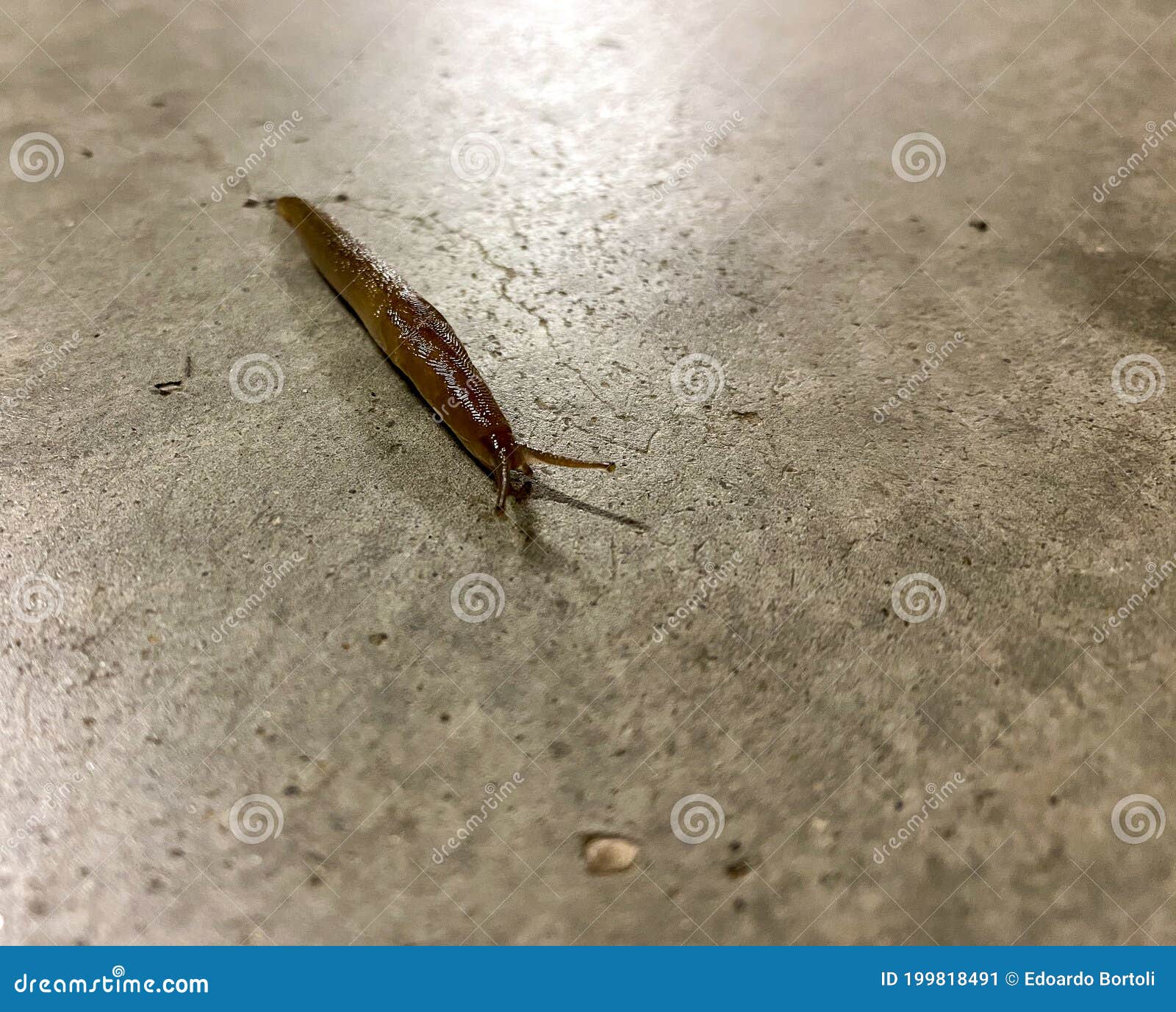 Brown Slug of the Shellless Type Stock Image - Image of natural ...