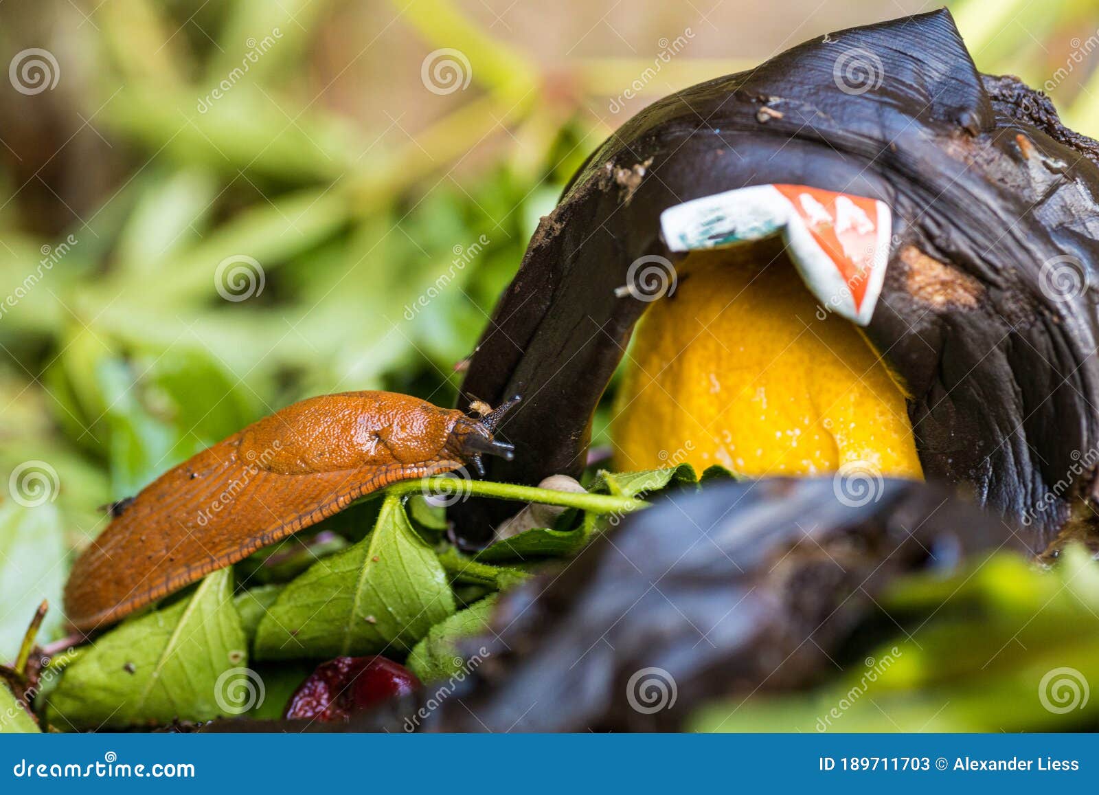A Brown Slug on Vegetable Waste in a Composter Stock Image - Image of ...