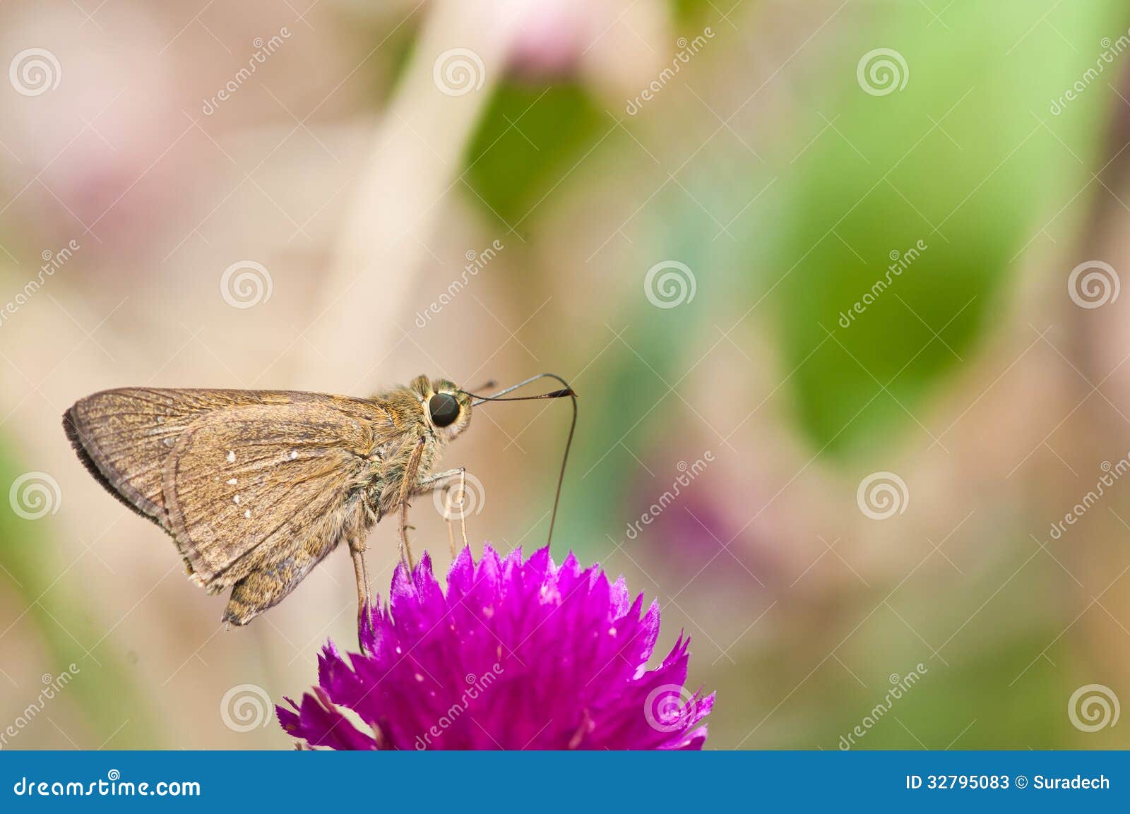 Brown Small Butterfly on Flower Stock Image - Image of small, nature ...