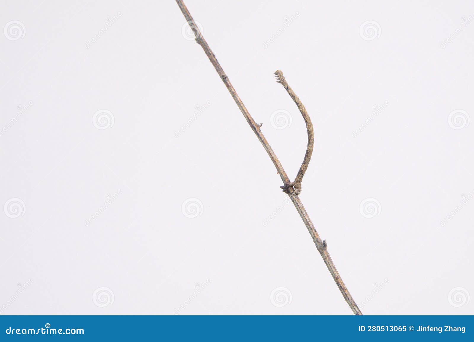 Inchworm stock image. Image of worm, wildlife, insects - 280513065