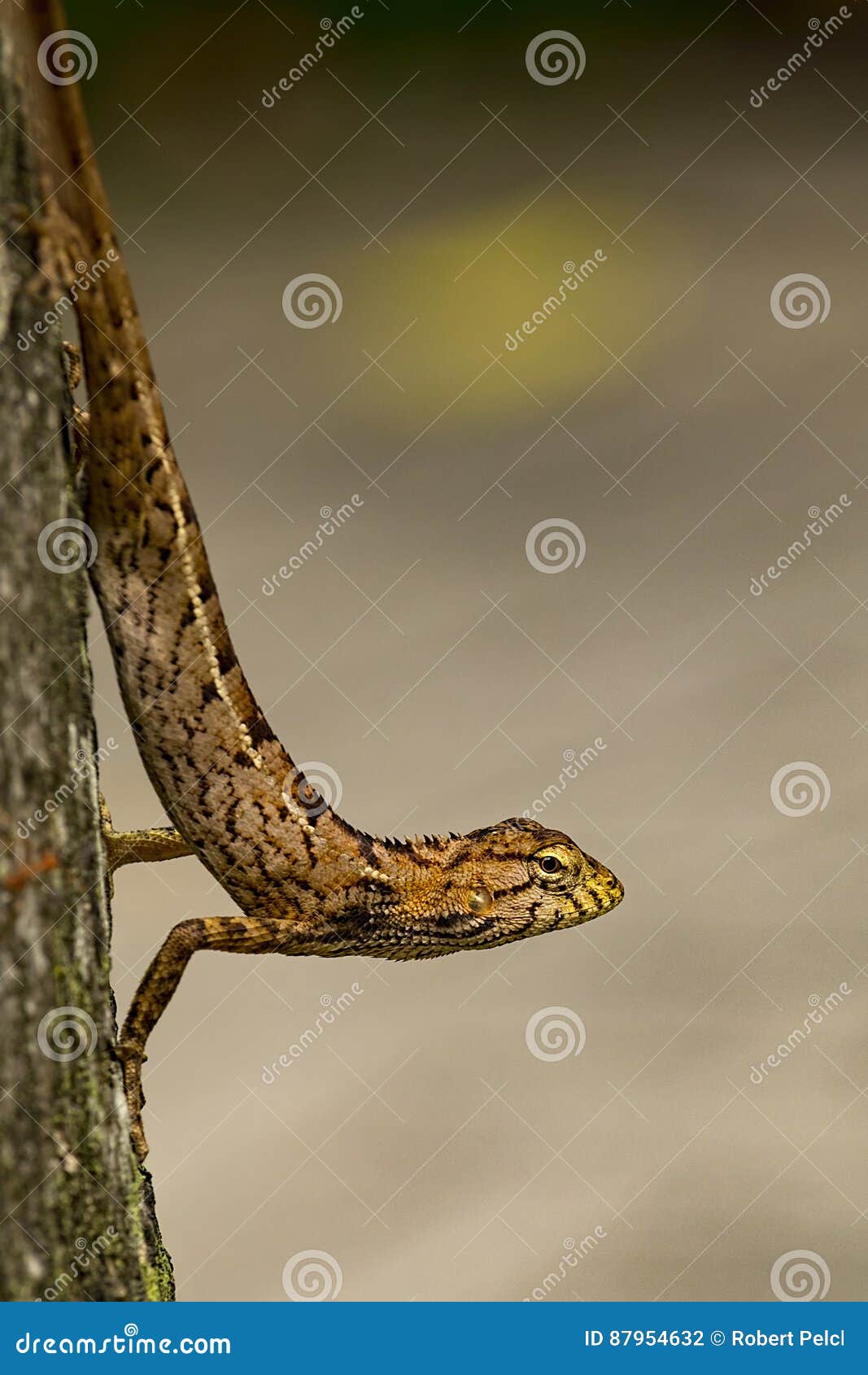 Brown Small Lizard Head Down Stock Photo - Image of head, brown: 87954632