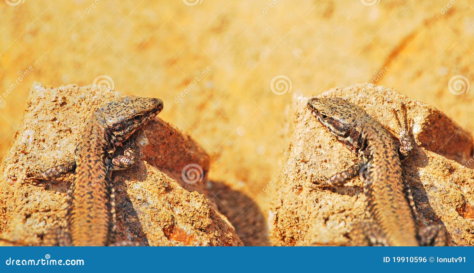 Brown Small Lizard in Mirror Stock Photo - Image of blur, warm: 19910596