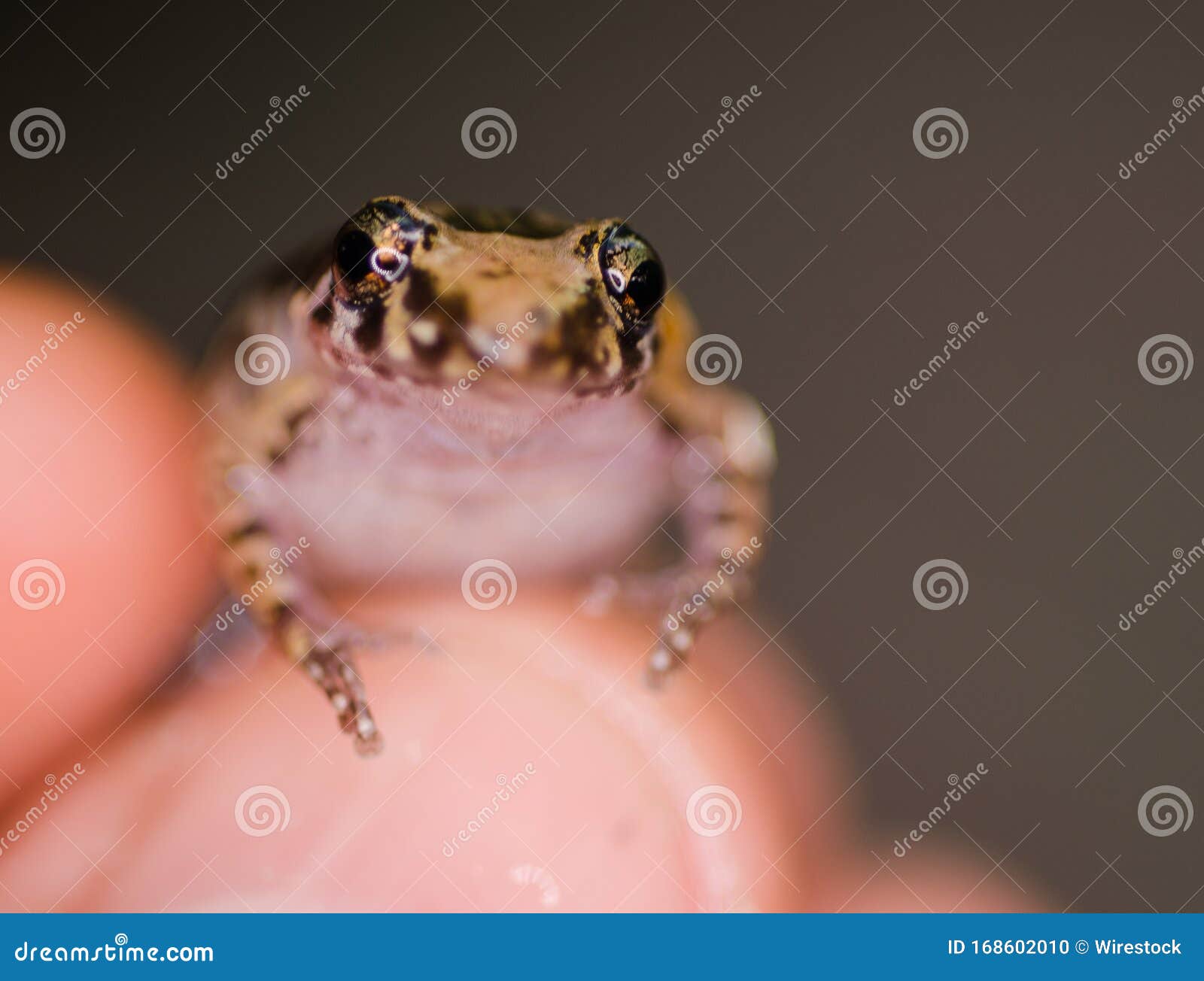 Brown Small Oak Toad Sitting on a Finger with a Blurry Background Stock ...