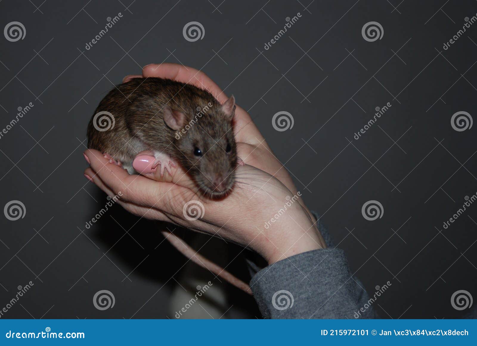 Brown small rat stock image. Image of pink, small, brown - 215972101