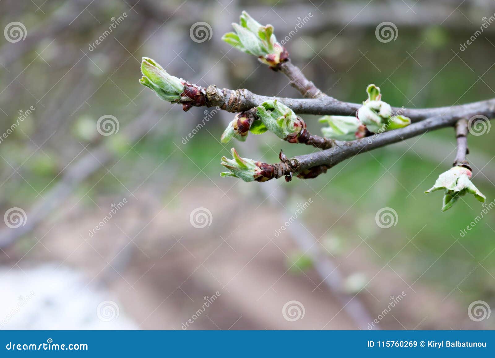 Brown Small Thin Twig of Apple Tree with Buds and Budding Green Leaves ...