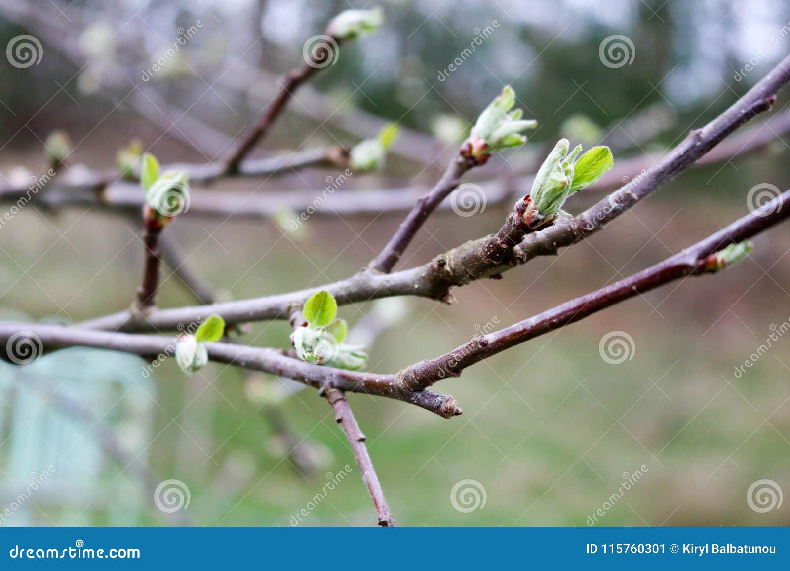 Brown Small Thin Twig of Apple Tree with Buds and Budding Green Leaves ...
