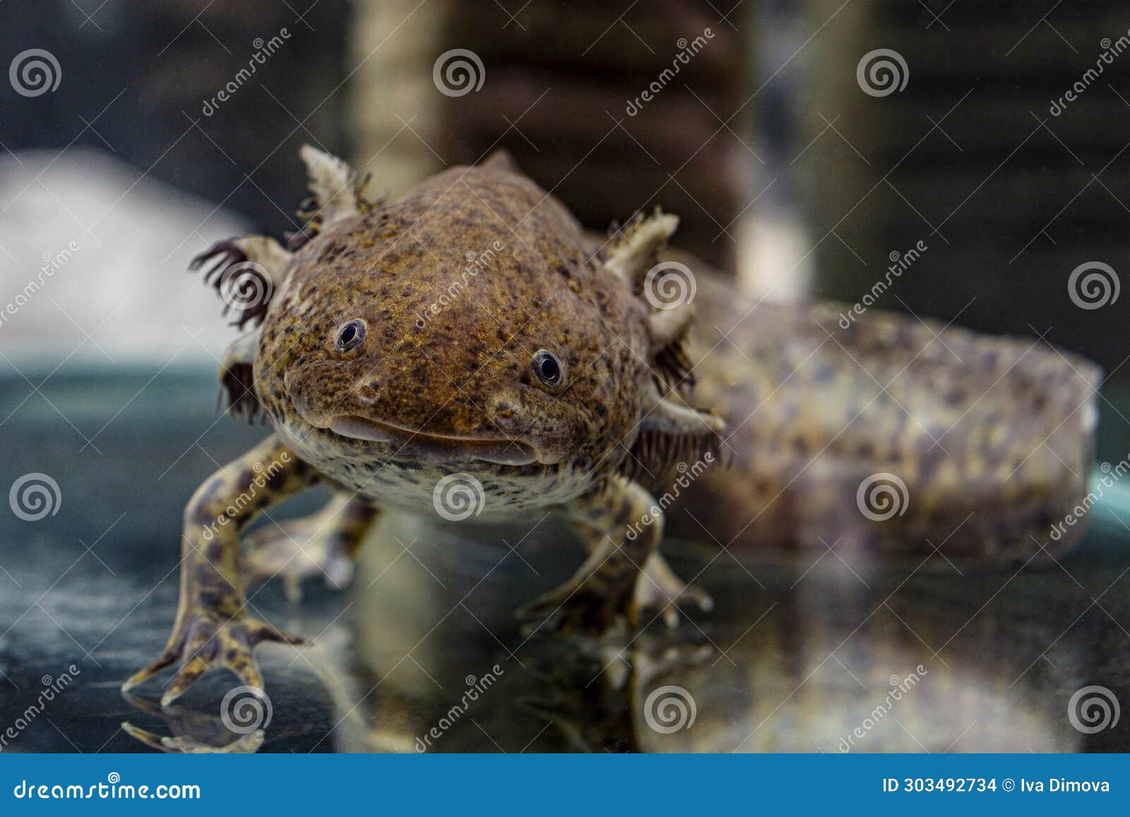 Brown Smiling Axolotl Looking at the Camera Stock Photo - Image of gill ...