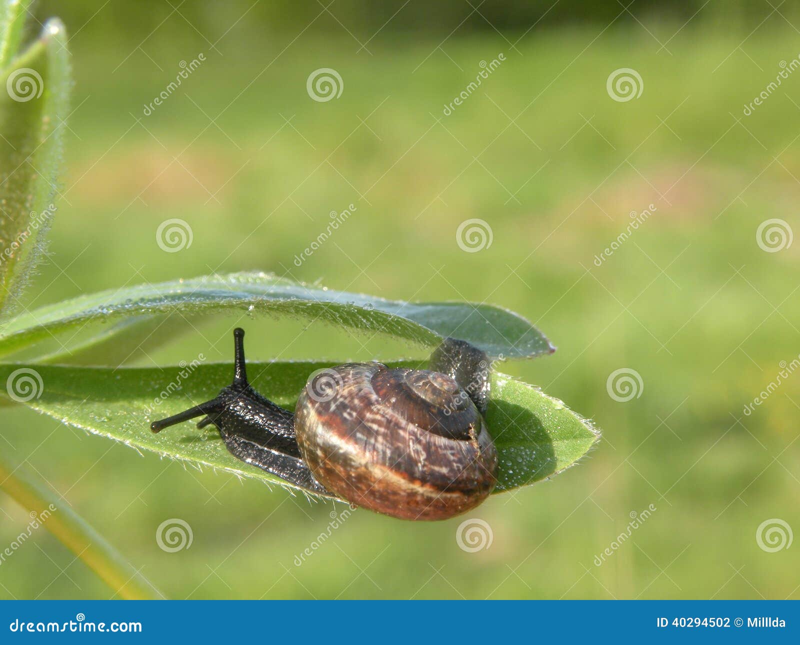 Brown snail shell stock photo. Image of slugs, shell - 40294502