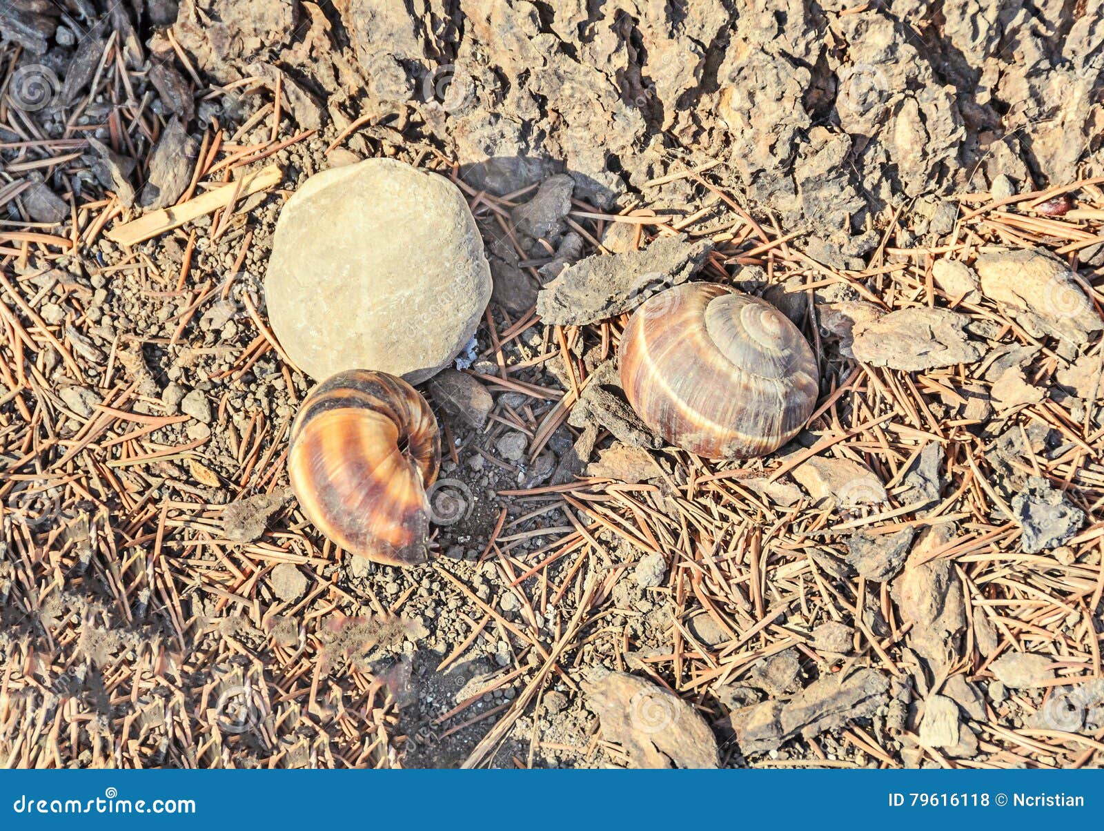 Brown Snail Shell on the Ground, Outdoor Close Up Stock Photo - Image ...