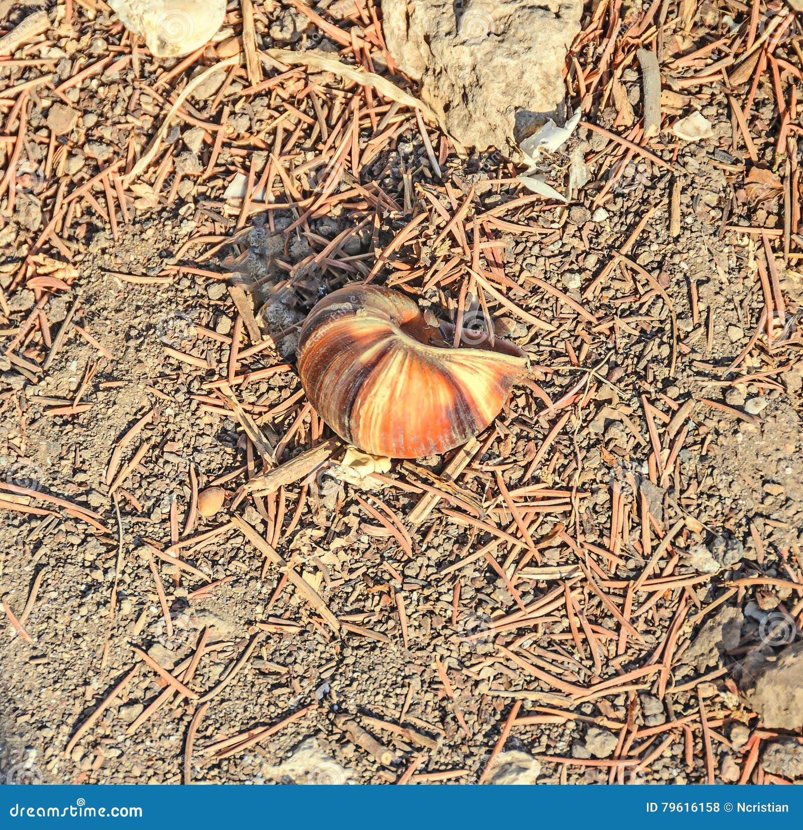 Brown Snail Shell on the Ground, Outdoor Close Up Stock Photo - Image ...