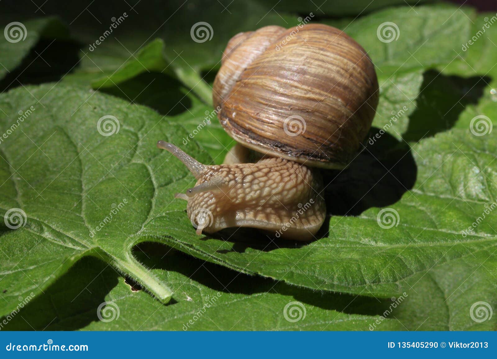 Snail stock photo. Image of slowly, grass, snail, leaves - 135405290