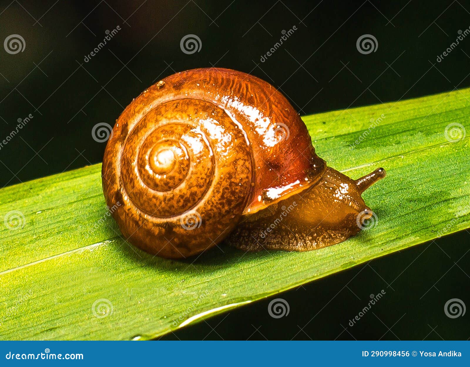 Snails are brown stock photo. Image of spiral, invertebrate - 290998456