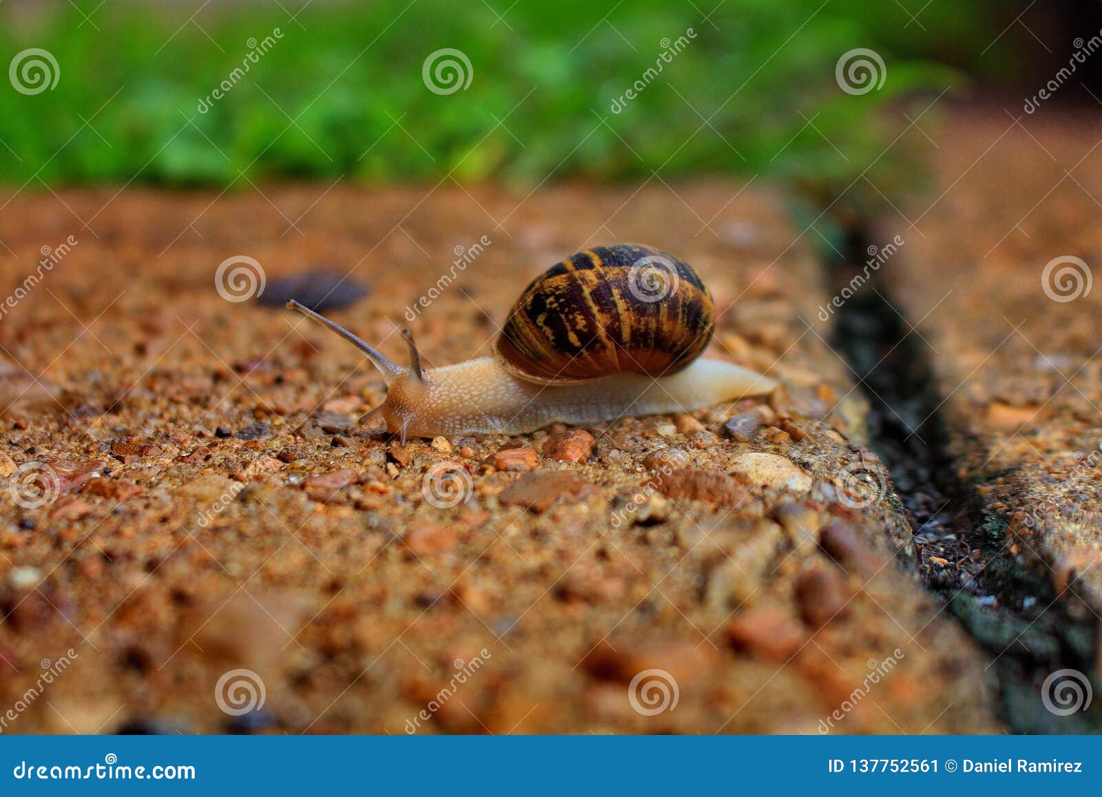 Brown Snail Walking Along Concrete Stock Image - Image of nature, brown ...