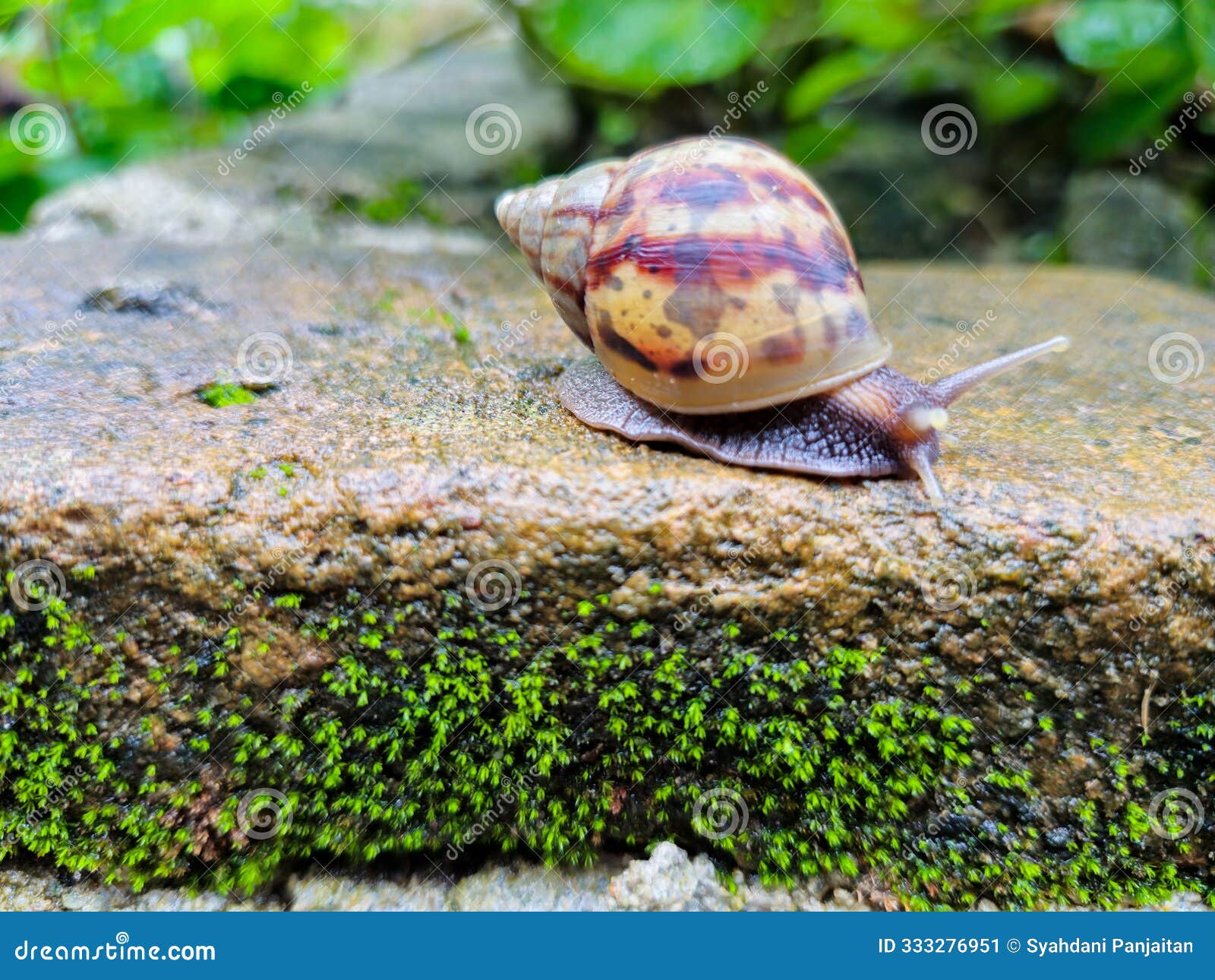 Brown Snail Walking on a Rock Stock Image - Image of natural, concept ...