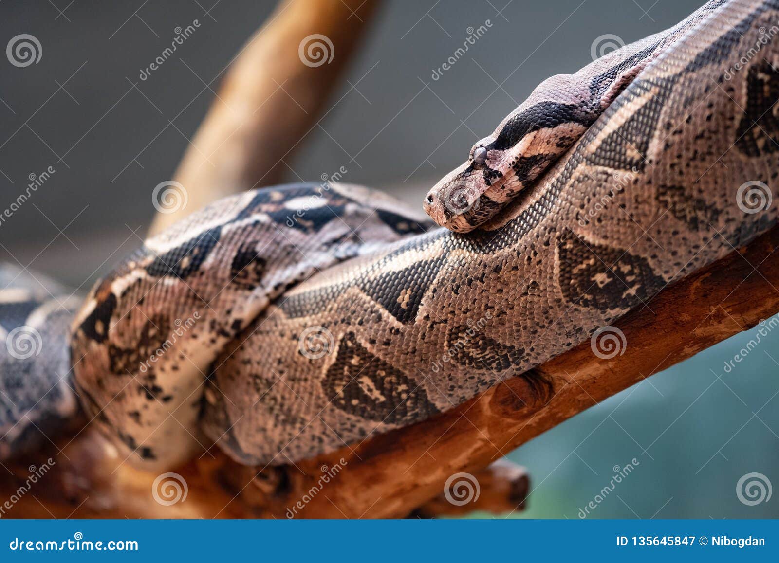 Brown snake on a branch stock image. Image of nattereri - 135645847