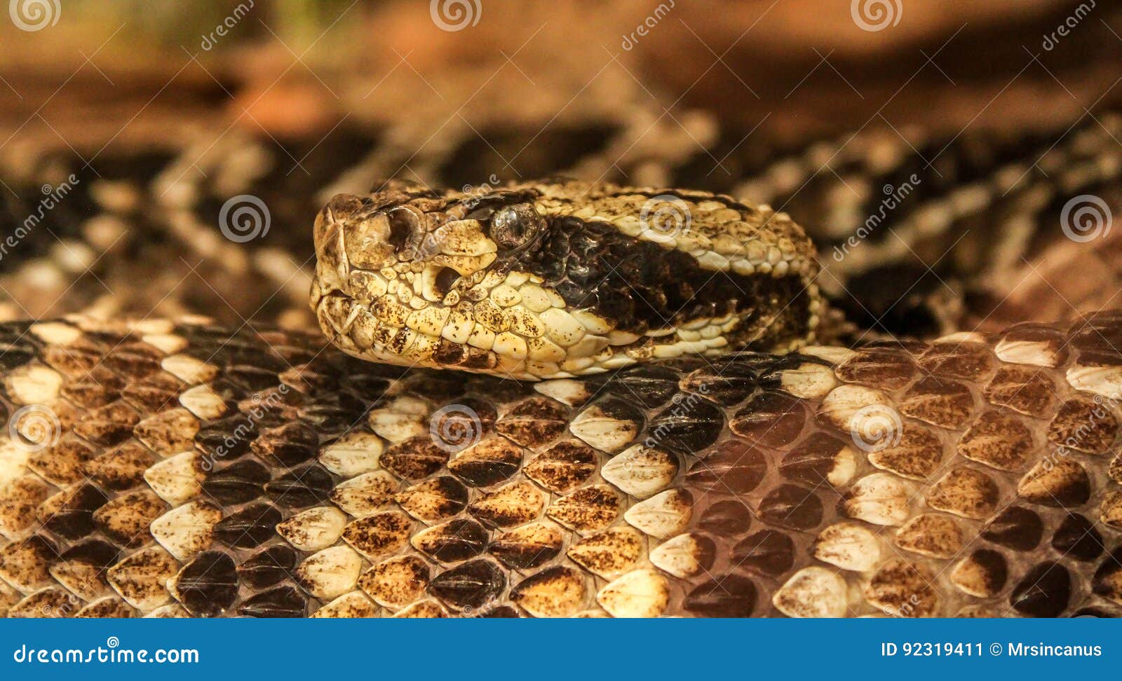 Brown Snake stock image. Image of beauty, fast, gardens - 92319411