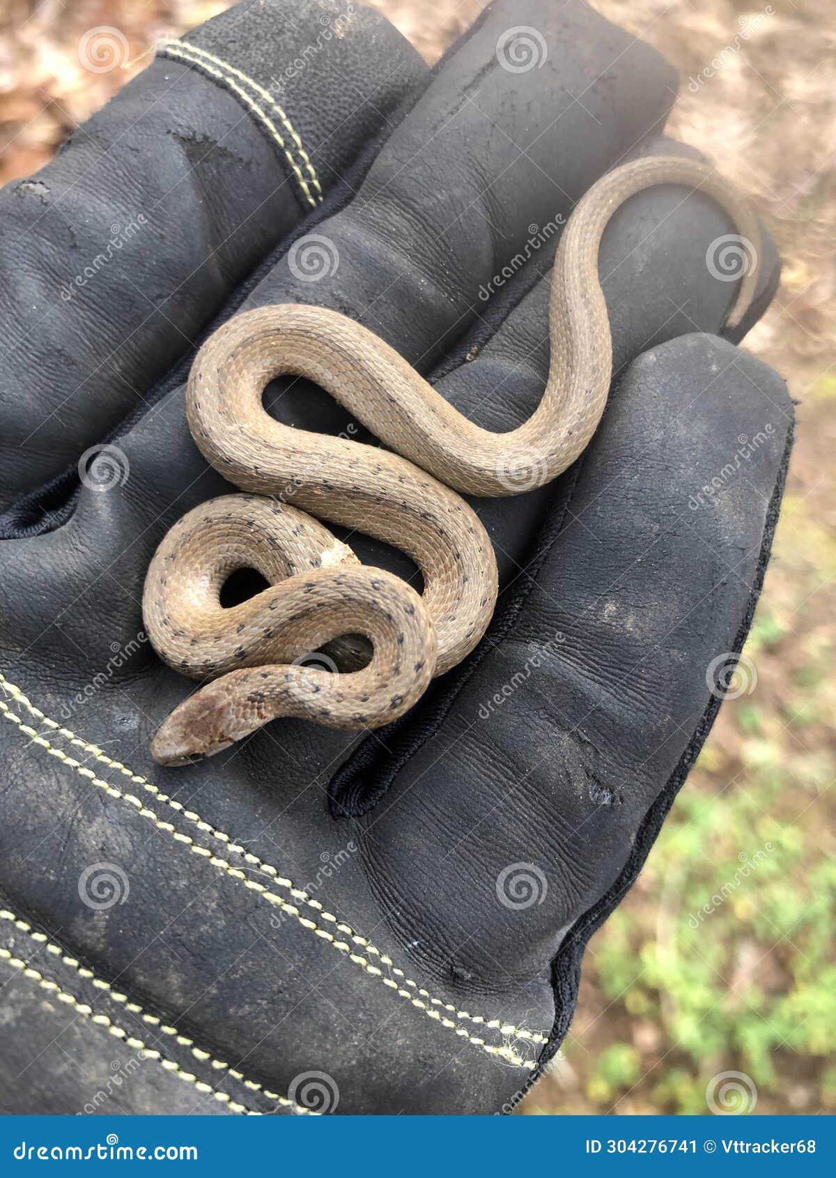 Brown Snake Storeria Dekayi Stock Image - Image of dekays, dekay: 304276741