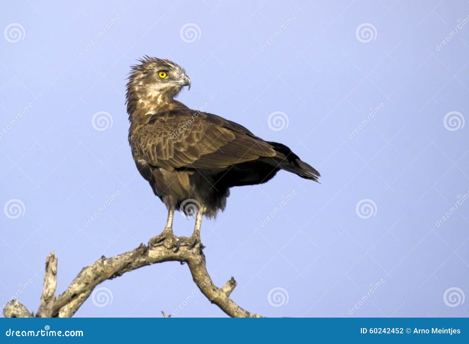 Brown Snake Eagles (Circaetus Cinereus) Stock Photo - Image of park ...
