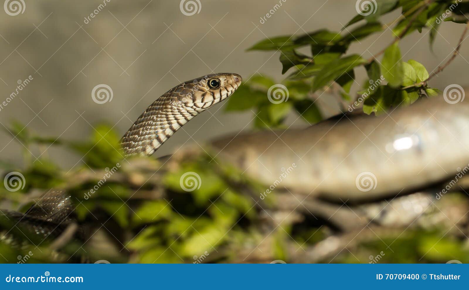 The brown snake stock photo. Image of ptyas, ground, korros - 70709400