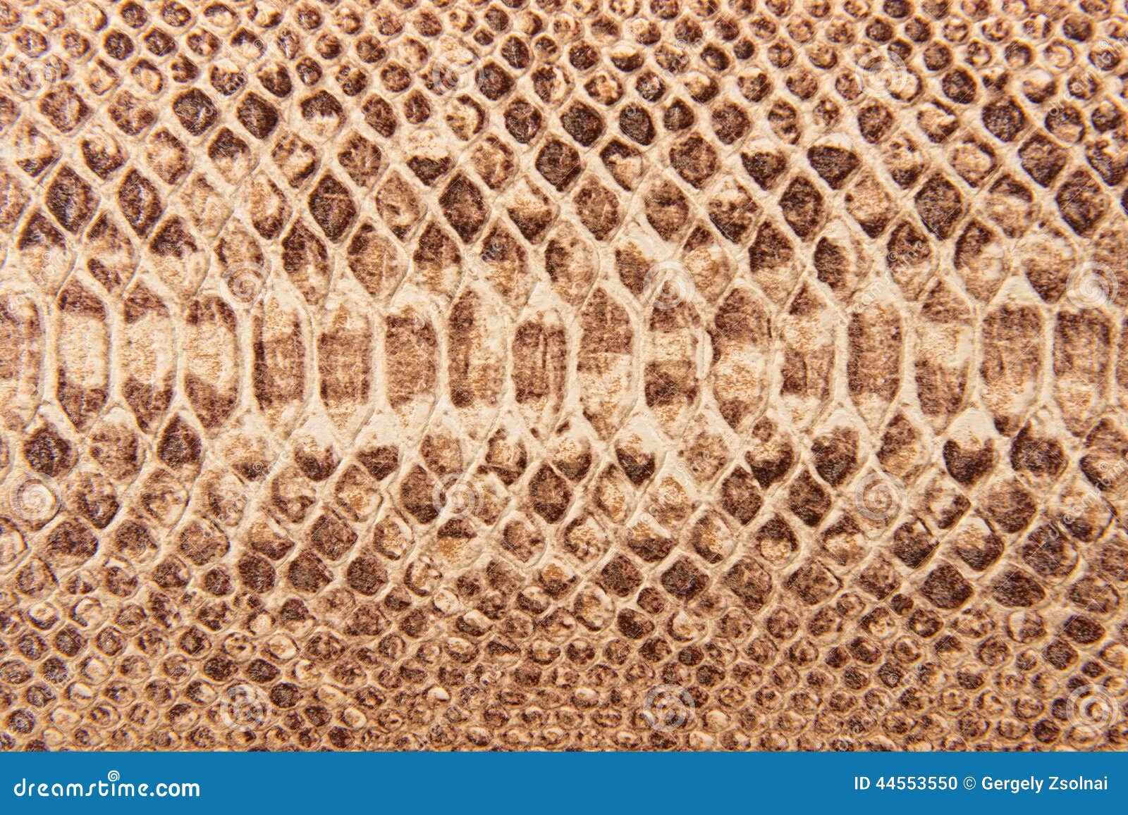 Snake Pattern Design Royalty-Free Stock Photo | CartoonDealer.com ...