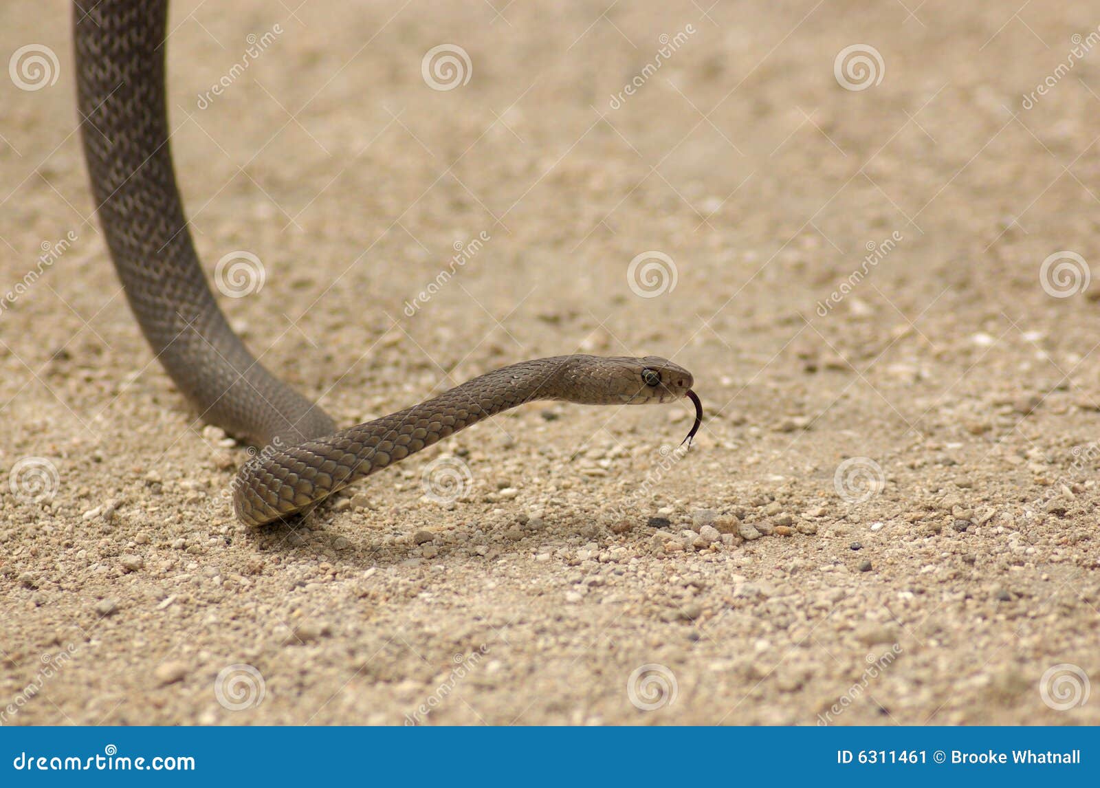 Brown snake on sand stock image. Image of africa, predator - 6311461