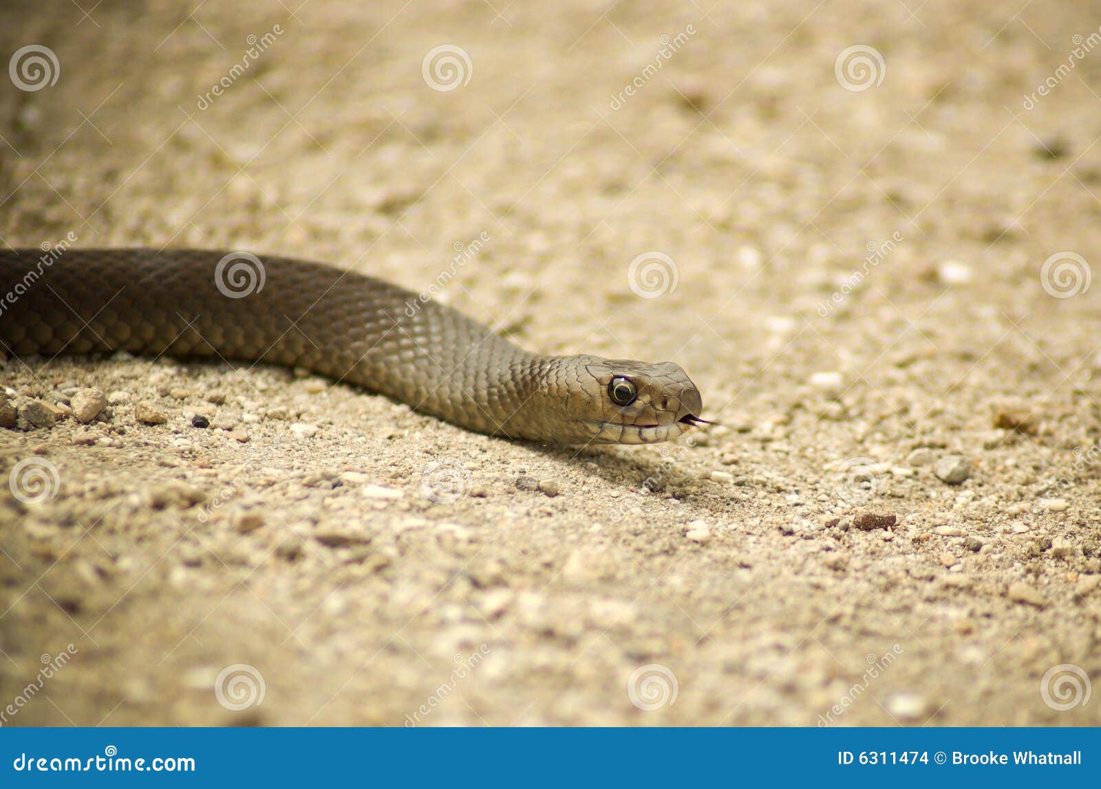 Brown snake on sand stock photo. Image of orange, isolated - 6311474