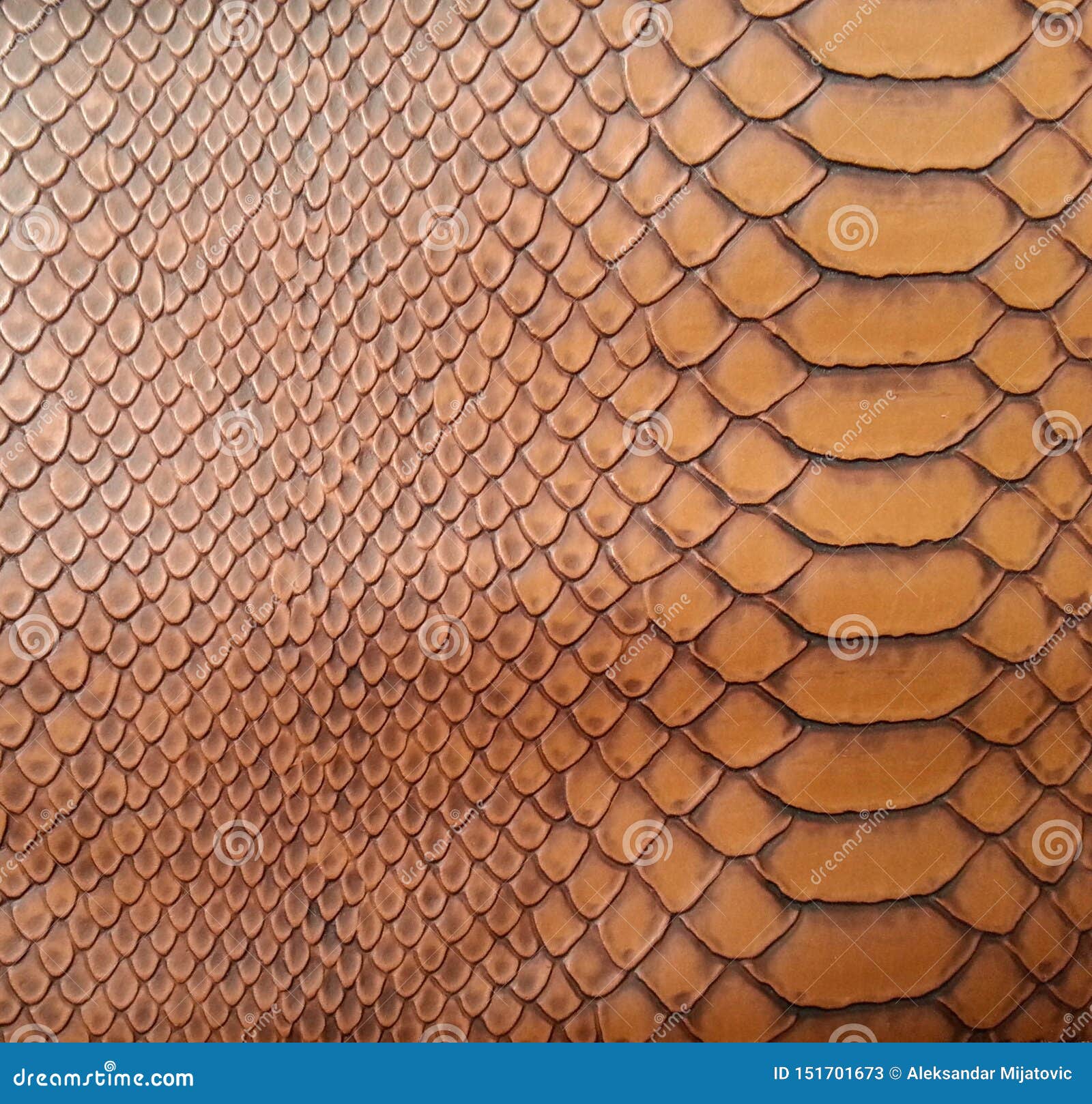 Brown snake skin texture stock image. Image of exhibition - 151701673