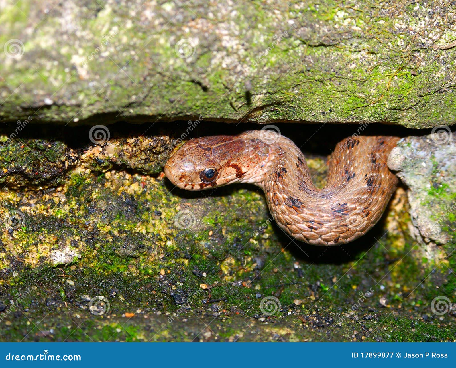 Brown Snake (Storeria Dekayi) Stock Image - Image of deer, reptile ...