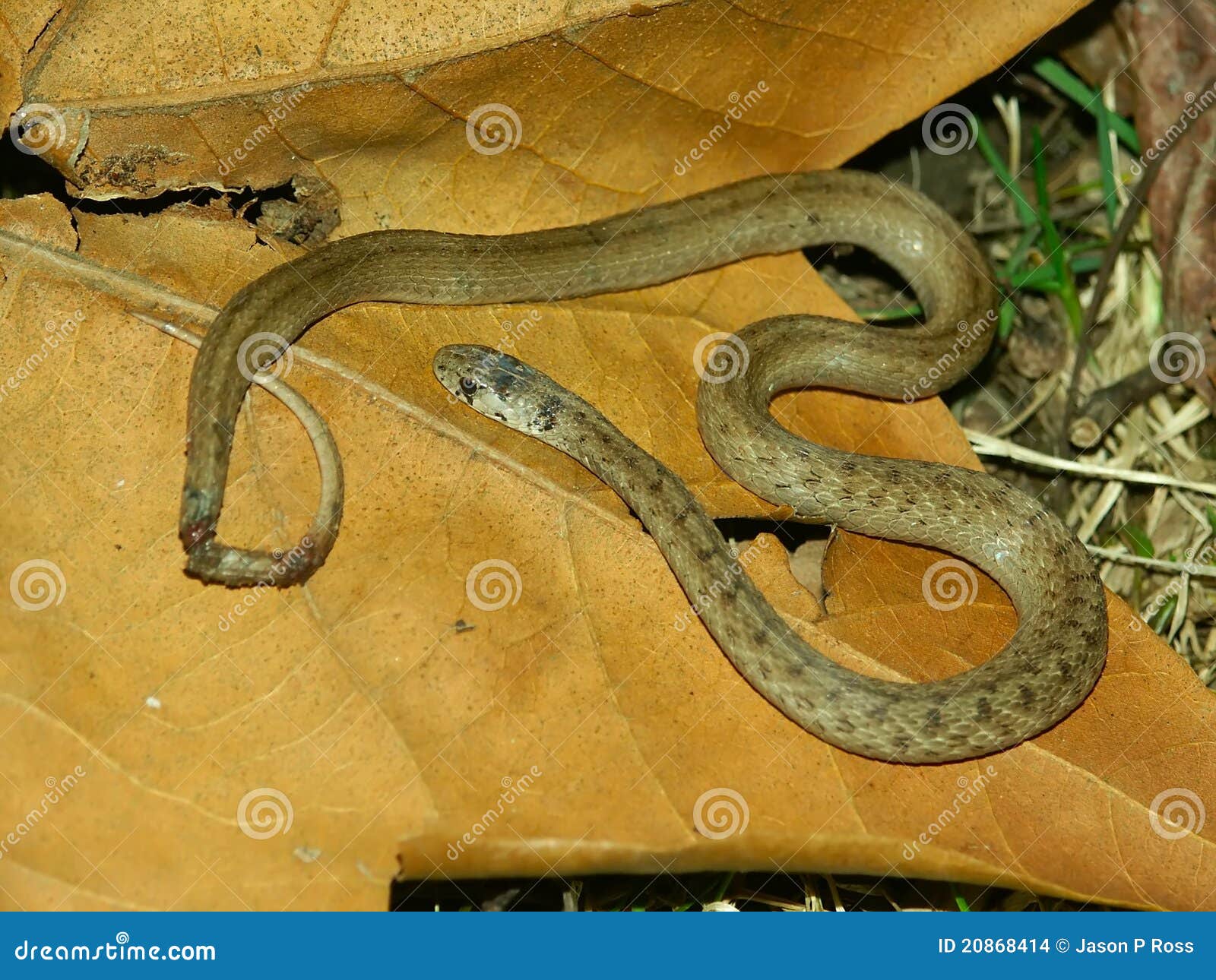 Brown Snake (Storeria Dekayi) Stock Photo - Image of dekayi, storeria ...